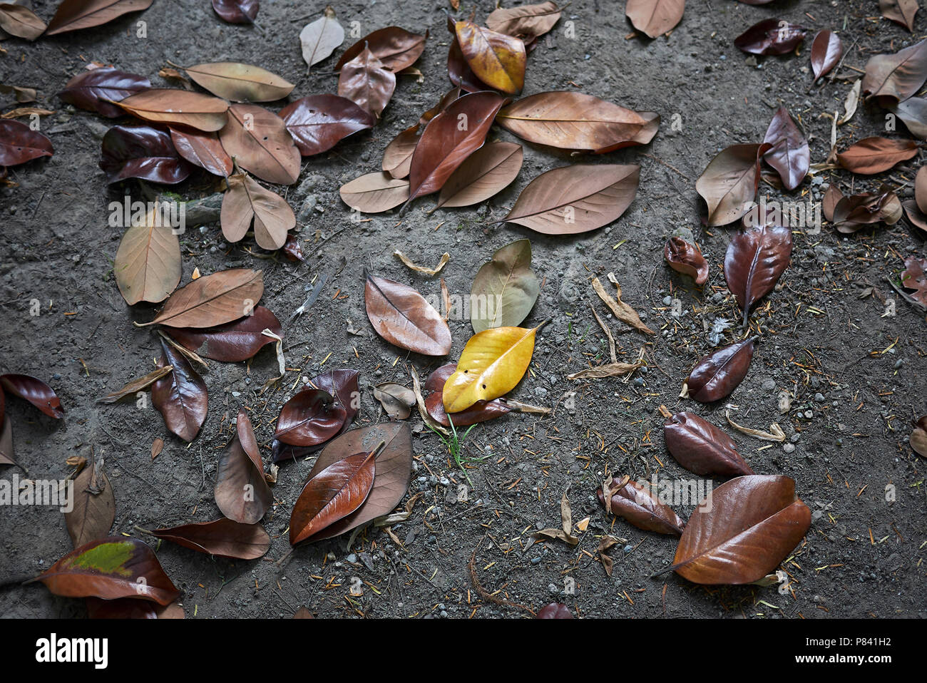 Fall magnolia leaves hi-res stock photography and images - Alamy