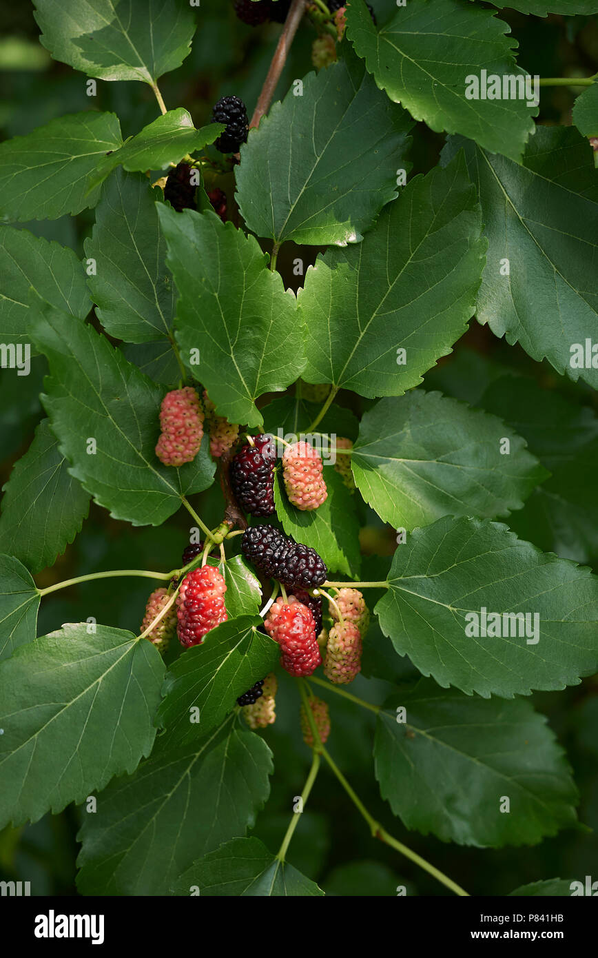 Purple and white morus hi-res stock photography and images - Alamy