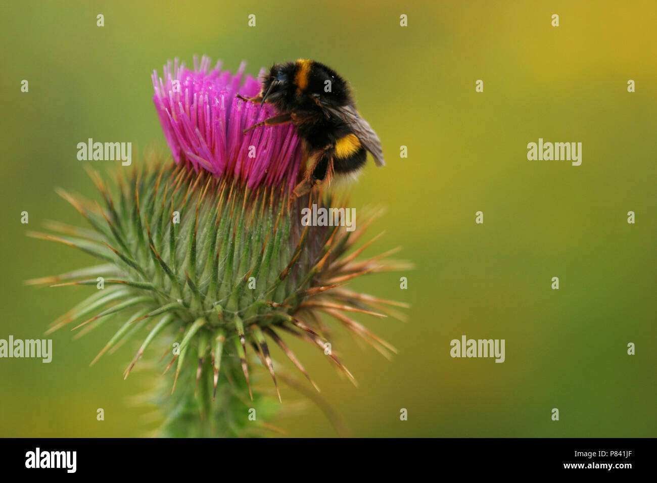 Aardhommel op distel; buff-tailed bumblebee on thistle Stock Photo - Alamy