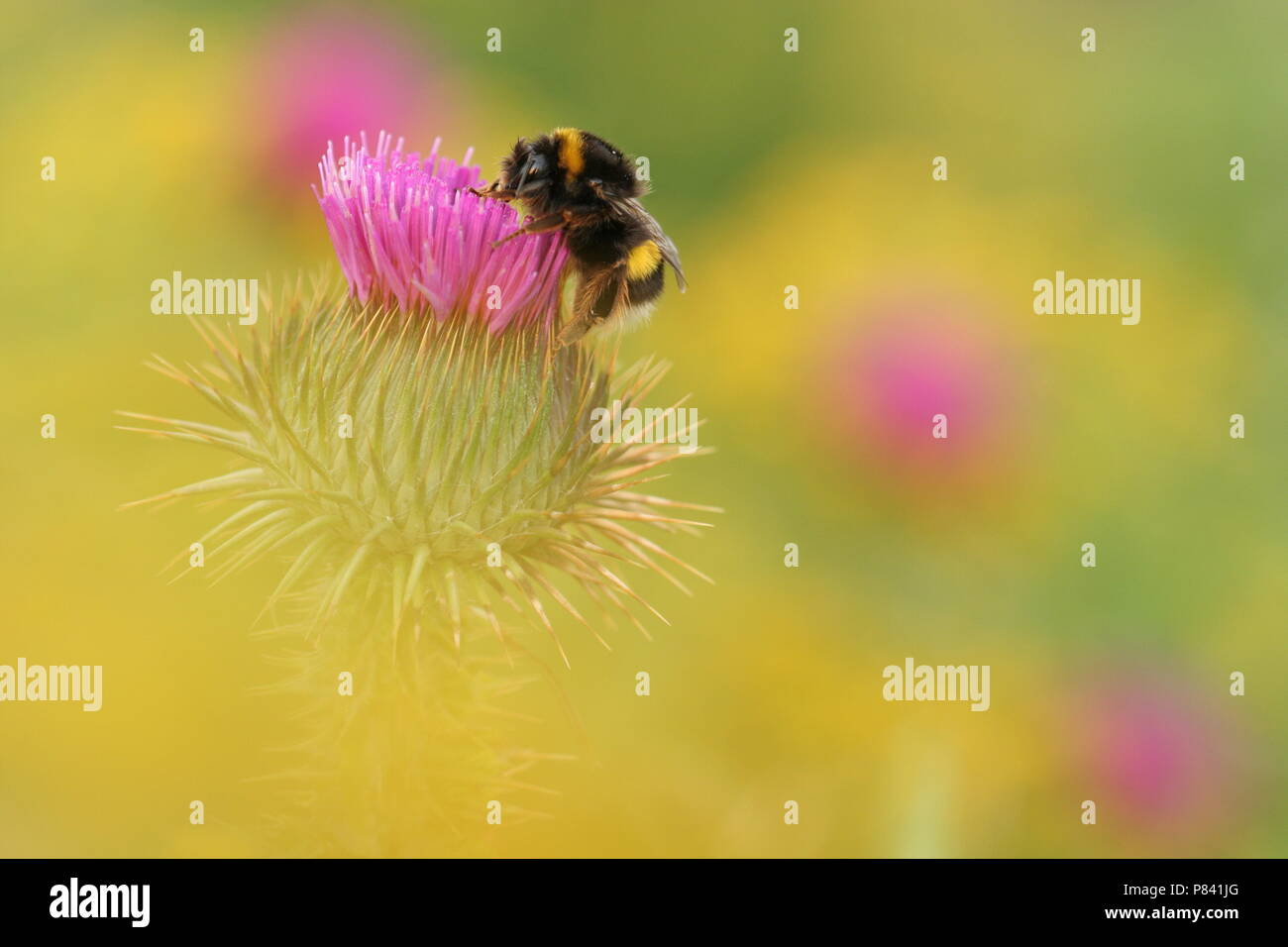 Aardhommel op distel; buff-tailed bumblebee on thistle Stock Photo - Alamy