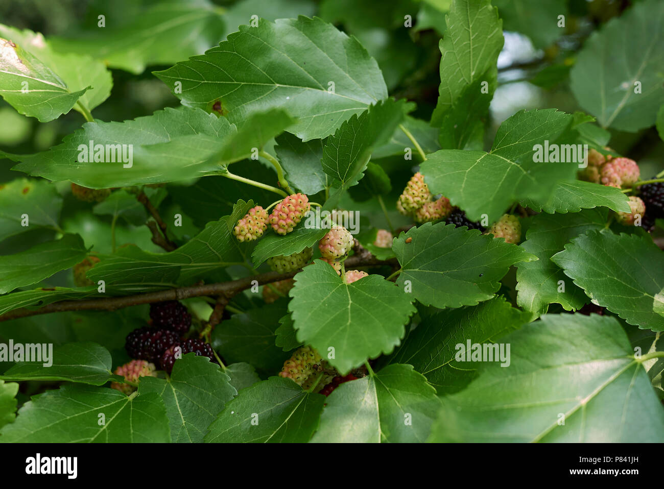 Chinese white mulberry morus alba hi-res stock photography and images ...