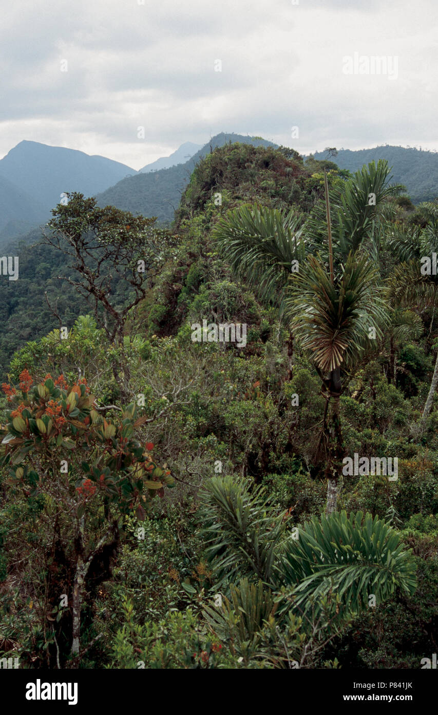 cloud forest Abra Patrica Peru; regenwoud Abra Patrica Peru Stock Photo ...