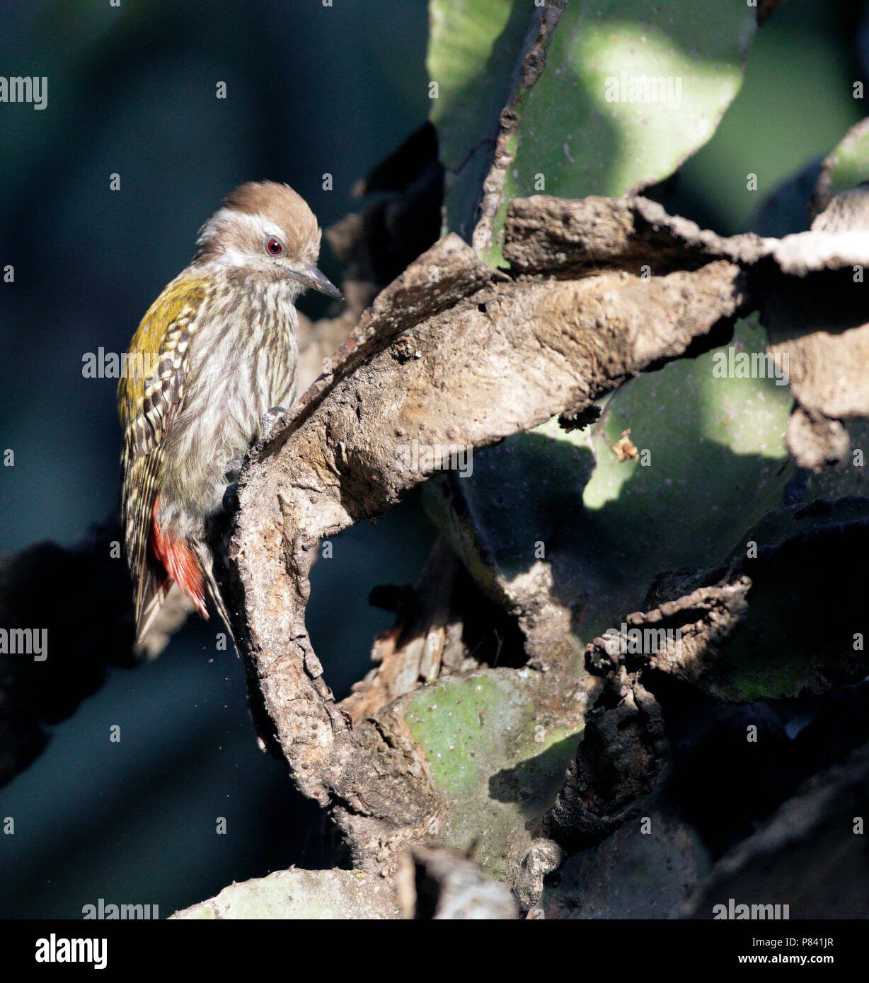 Abyssinian Woodpecker (Dendropicos abyssinicus Stock Photo - Alamy