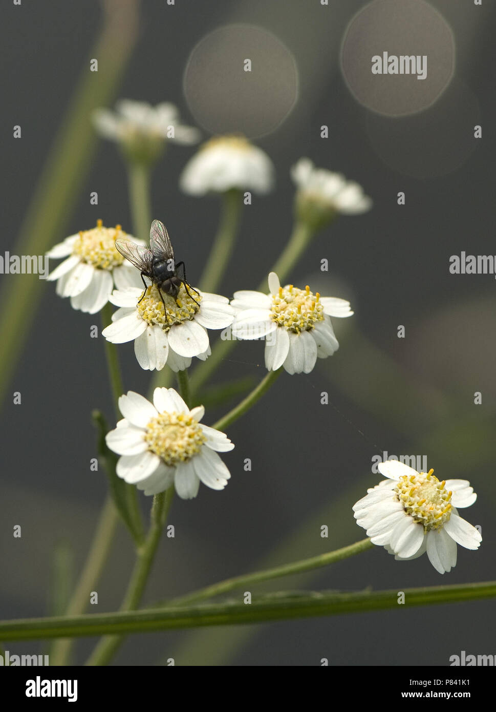 Dutch flowers hi-res stock photography and images - Alamy