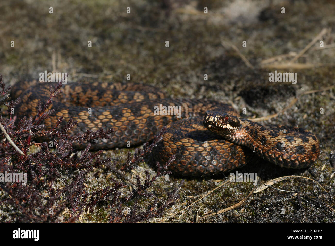 Adder; European Adder Stock Photo - Alamy