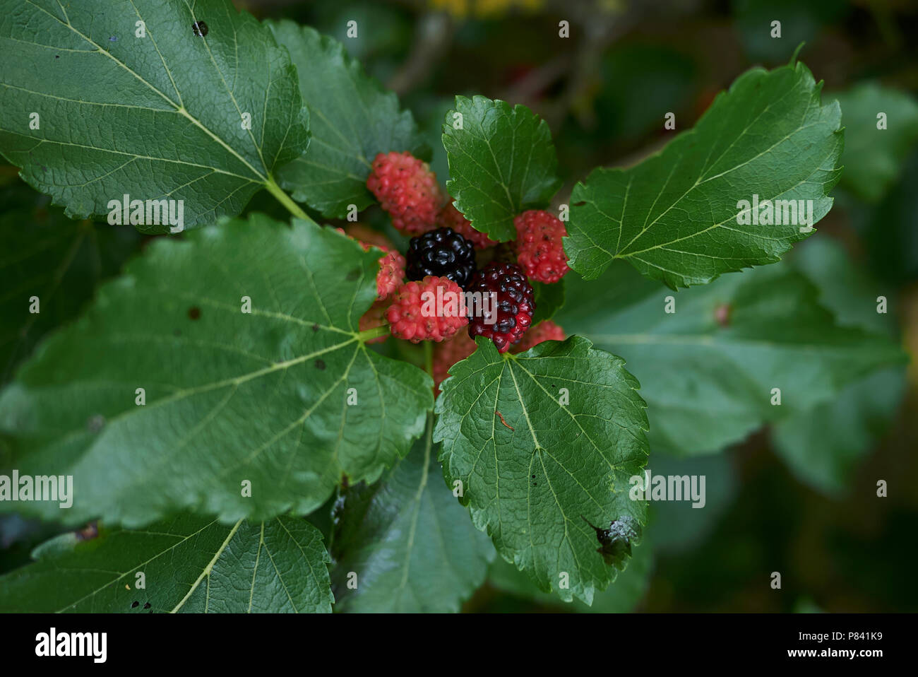 Purple and white morus hi-res stock photography and images - Alamy
