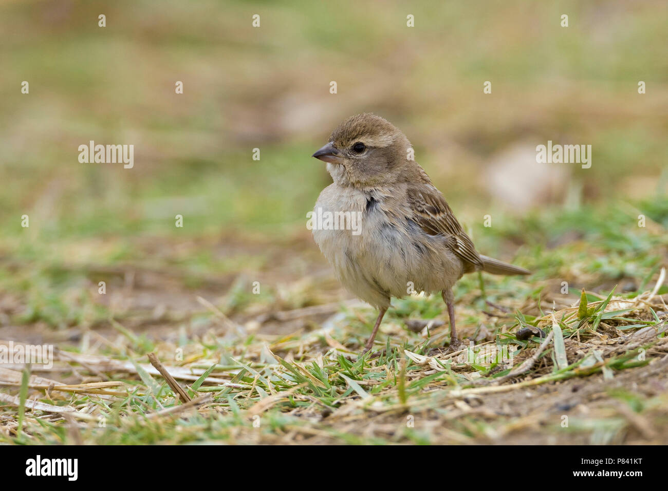 Dead sea sparrow hi-res stock photography and images - Alamy