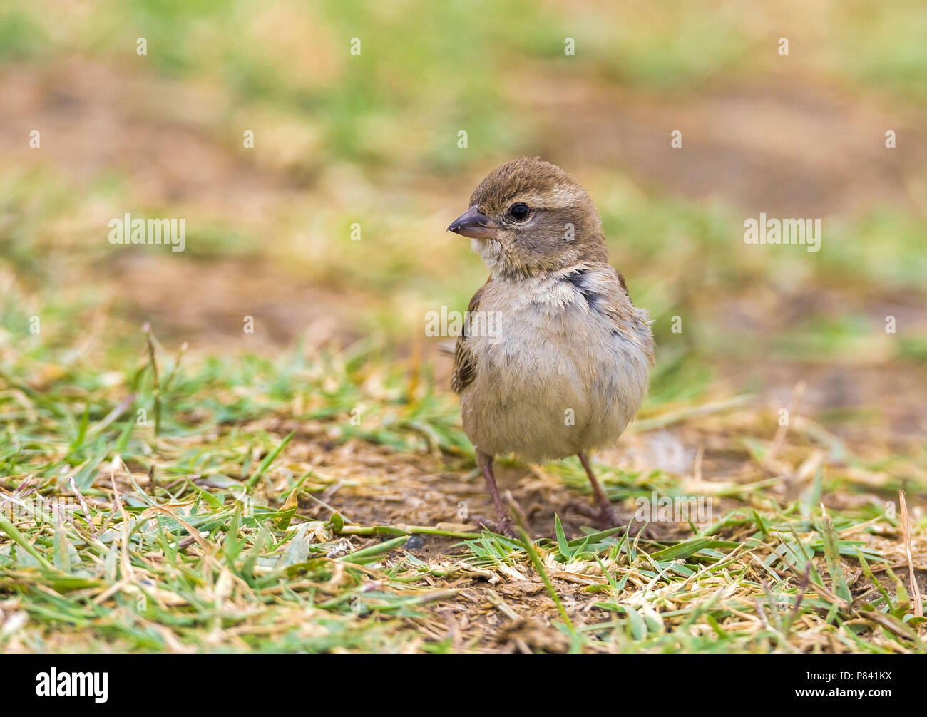 Dead sea sparrow hi-res stock photography and images - Alamy