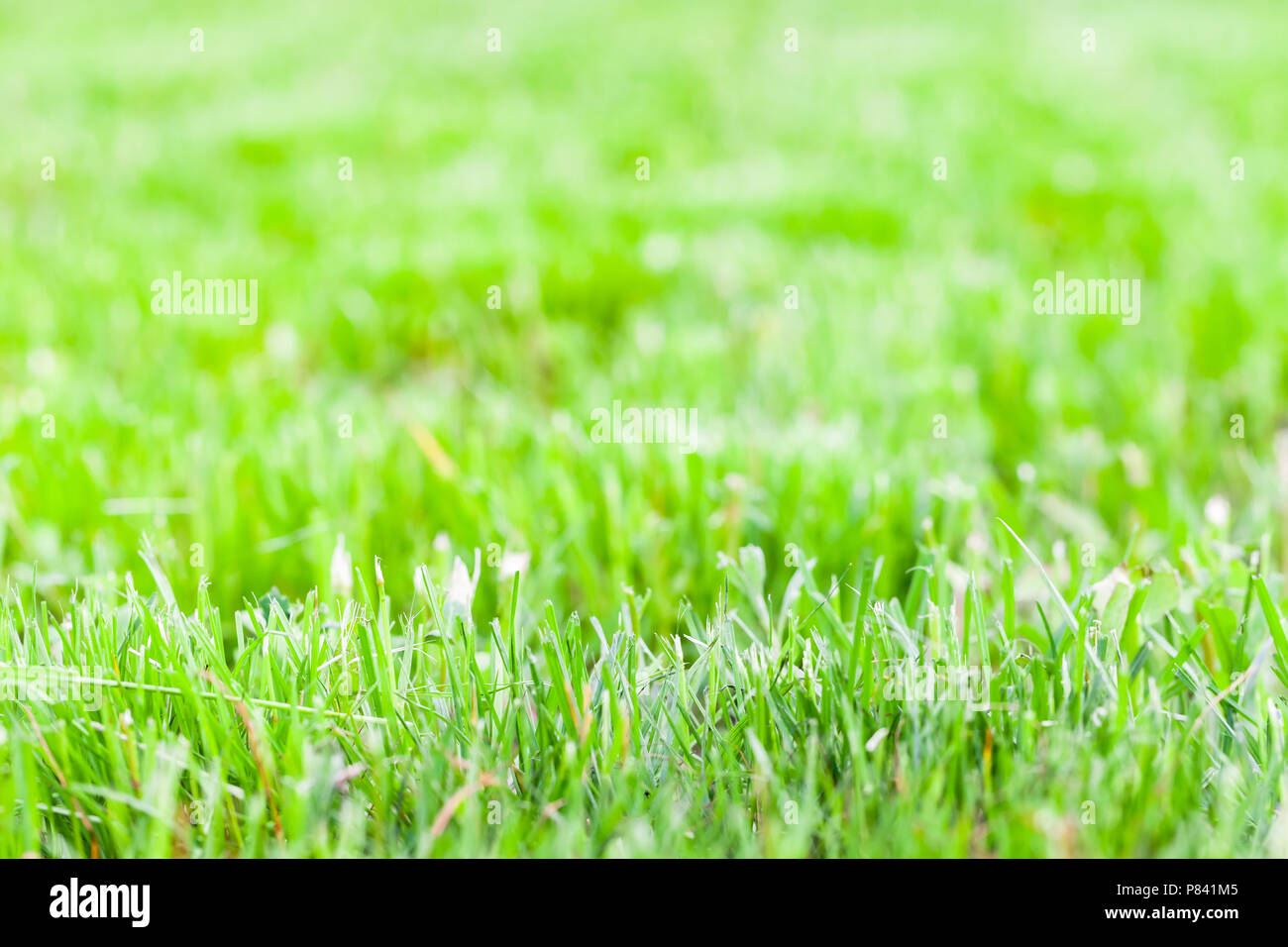 Fresh green grass of just trimmed lawn, background photo with soft ...