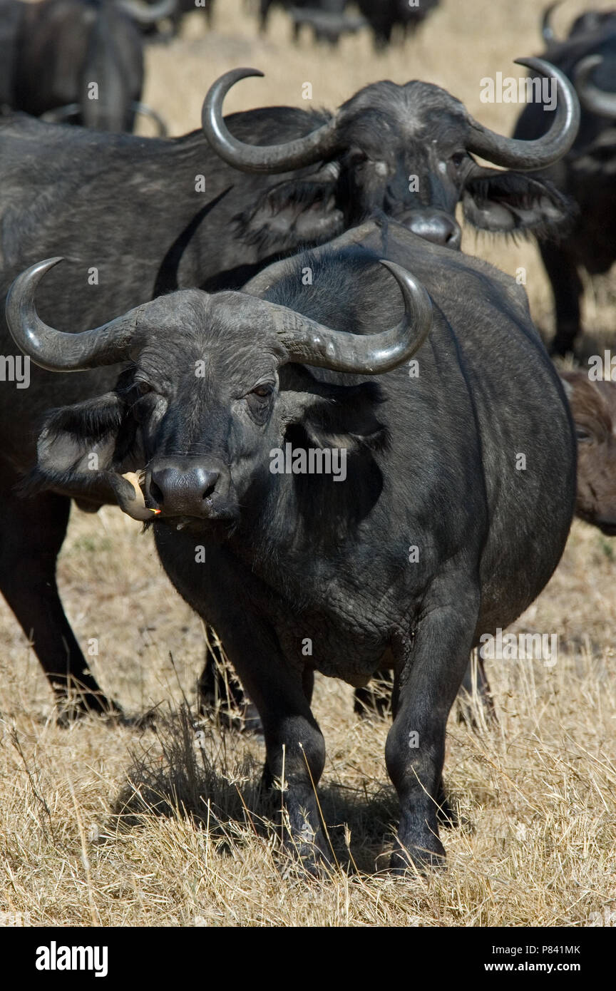 African buffalo; Afrikaanse Waterbuffel Stock Photo - Alamy