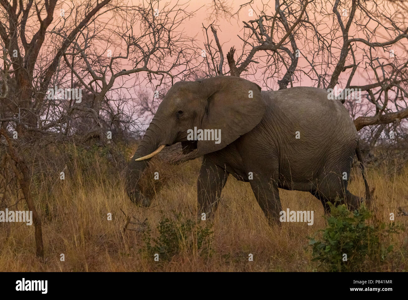 The bush elephant hi-res stock photography and images - Alamy