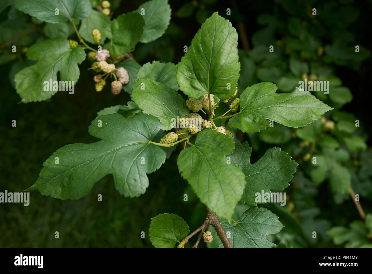 White mulberry leaf morus alba hi-res stock photography and images - Alamy