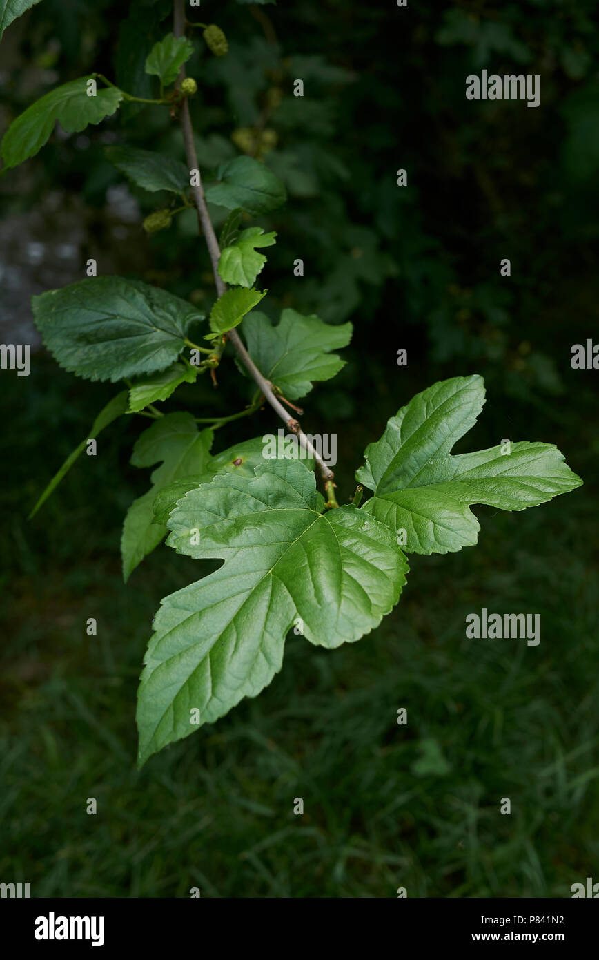 Chinese white mulberry morus alba hi-res stock photography and images ...