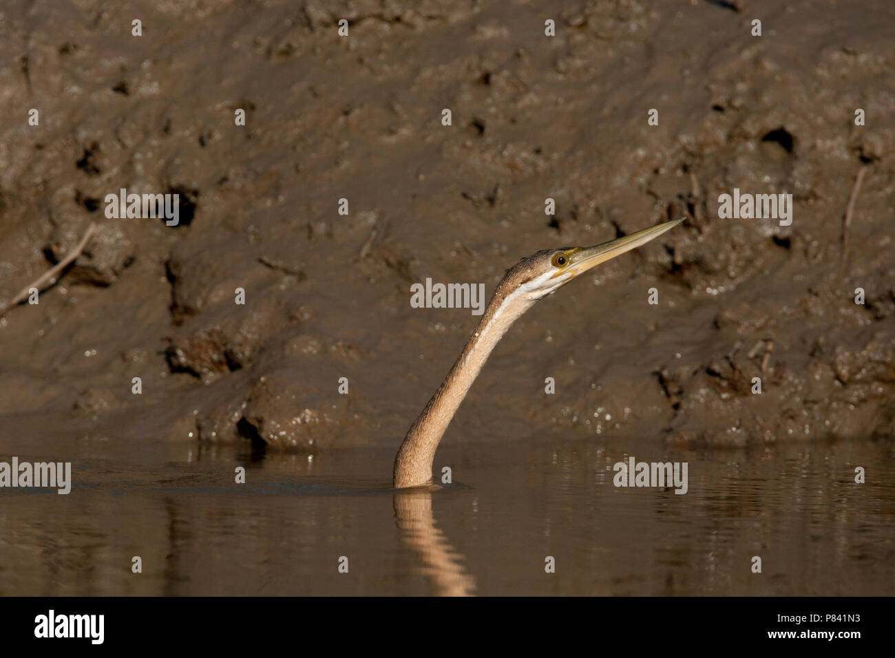 African swimming hi-res stock photography and images - Alamy