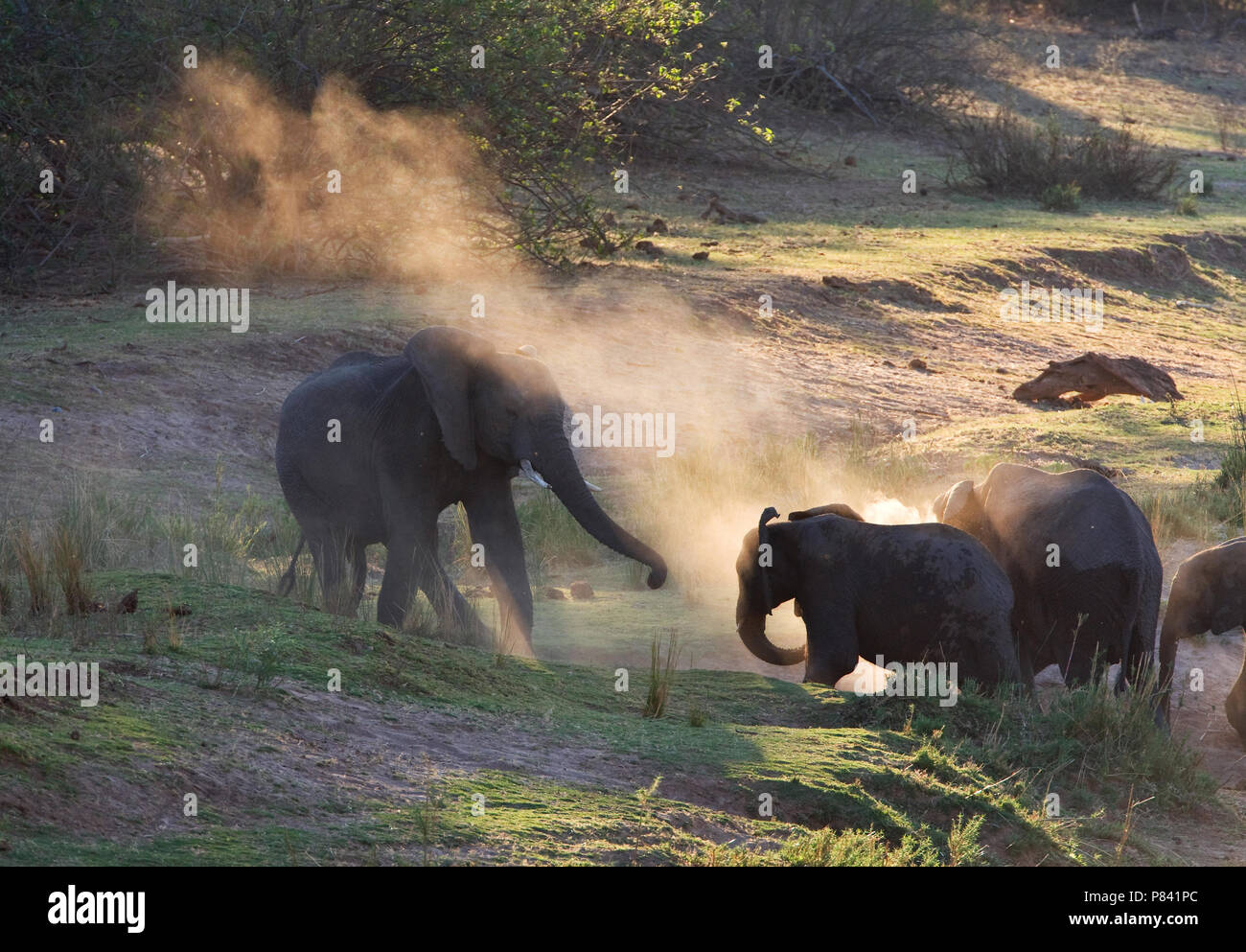Olifant hi-res stock photography and images - Alamy
