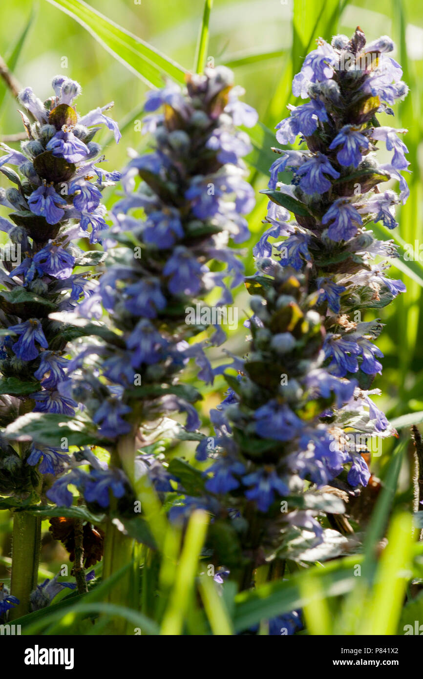 Kruipend hi-res stock photography and images - Alamy