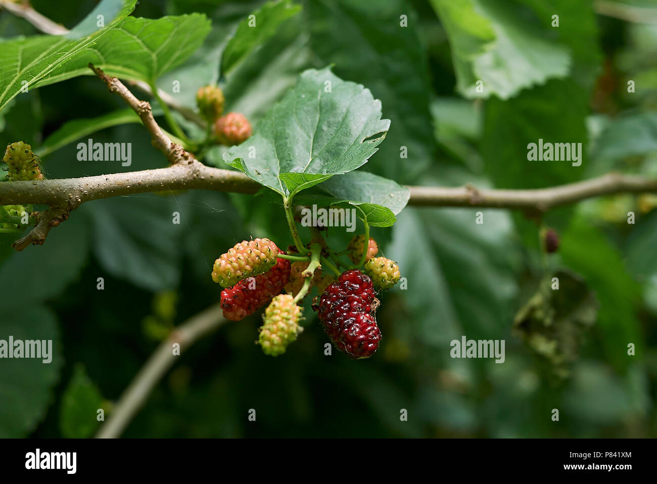 Chinese white mulberry morus alba hi-res stock photography and images ...
