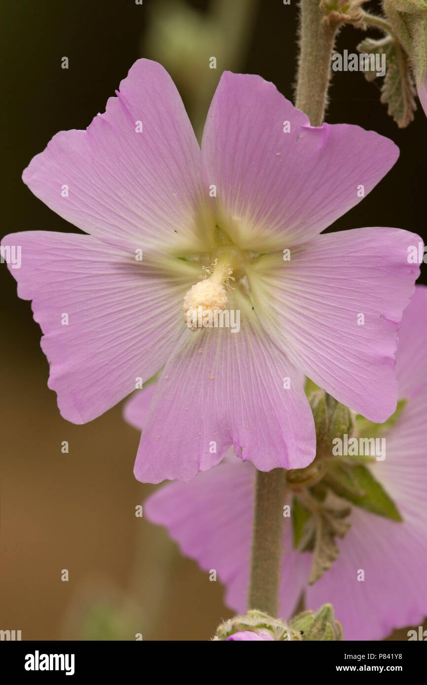 Stokroos High Resolution Stock Photography and Images - Alamy