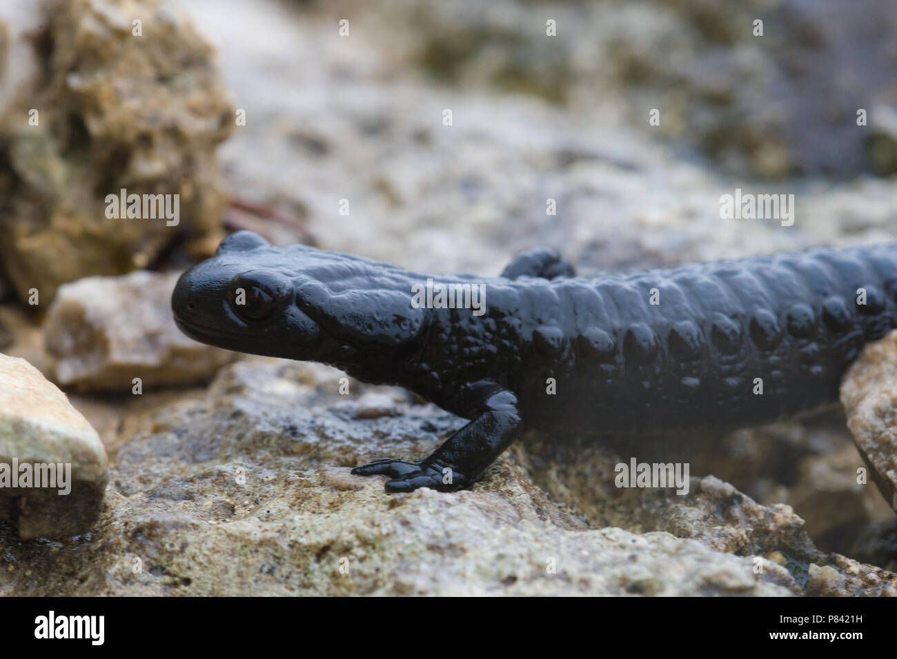 Alpine salamander germany salamandra atra hi-res stock photography and ...