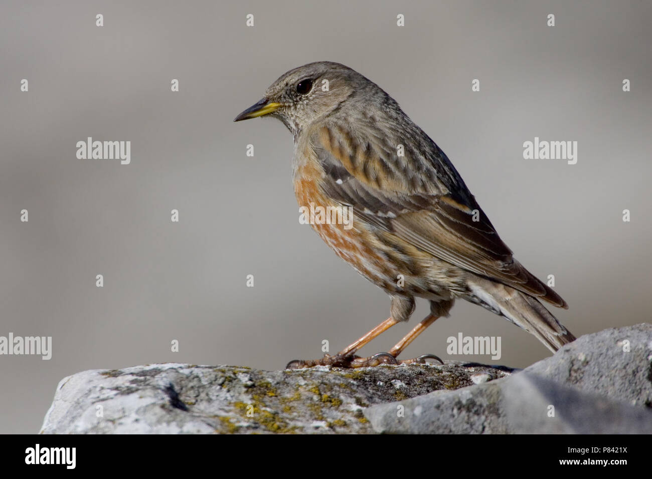 Alpenheggemus High Resolution Stock Photography and Images - Alamy