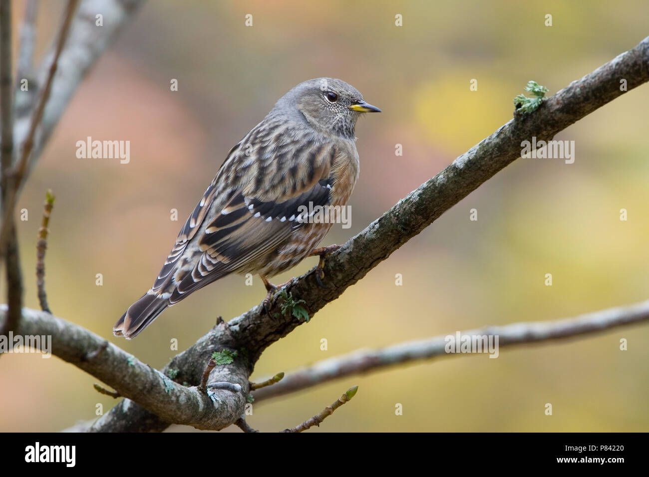 Alpenheggemus High Resolution Stock Photography and Images - Alamy