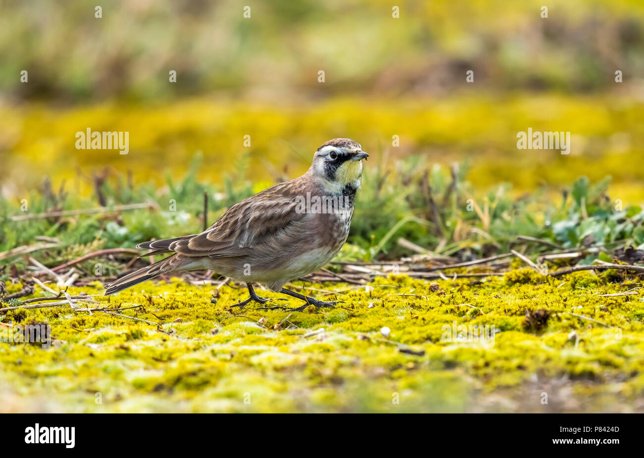 Reservoirs in surrey hi-res stock photography and images - Alamy