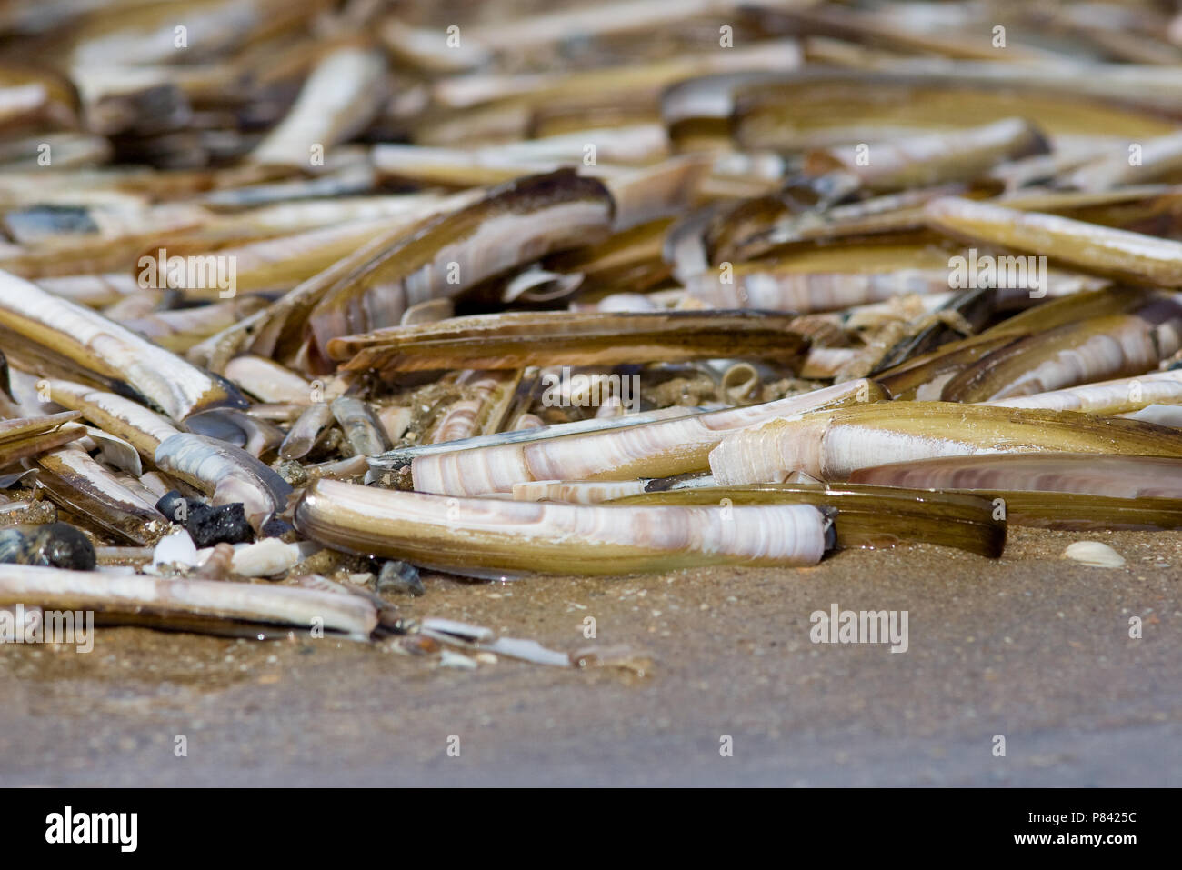 Amerikaanse zwaardschede hi-res stock photography and images - Alamy