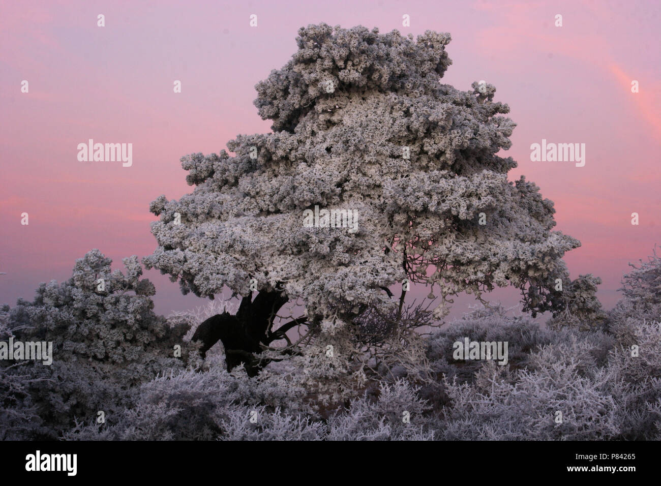 Winters duinlandschap; Winter dune landscape Stock Photo - Alamy