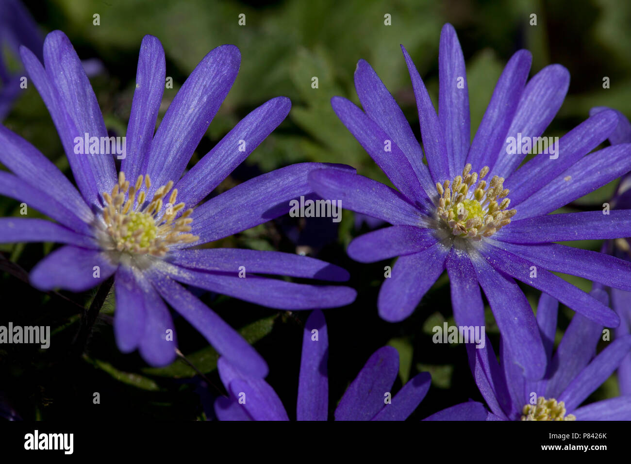 Blauwe anemoon, Apennine Windflower Stock Photo - Alamy