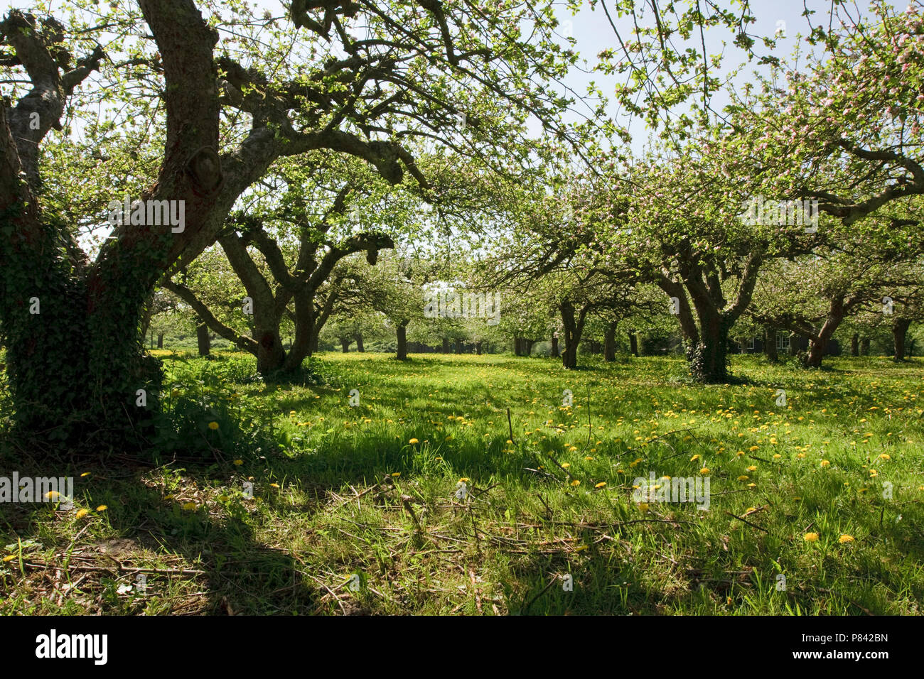 Hoogstam appel boomgaard Nederland, Apple orchard Netherlands Stock ...