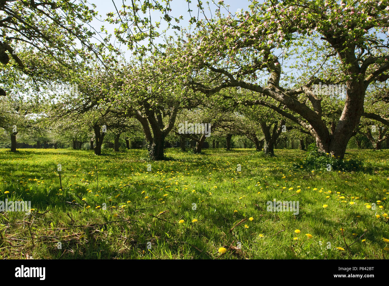 Boomgaard High Resolution Stock Photography and Images - Alamy