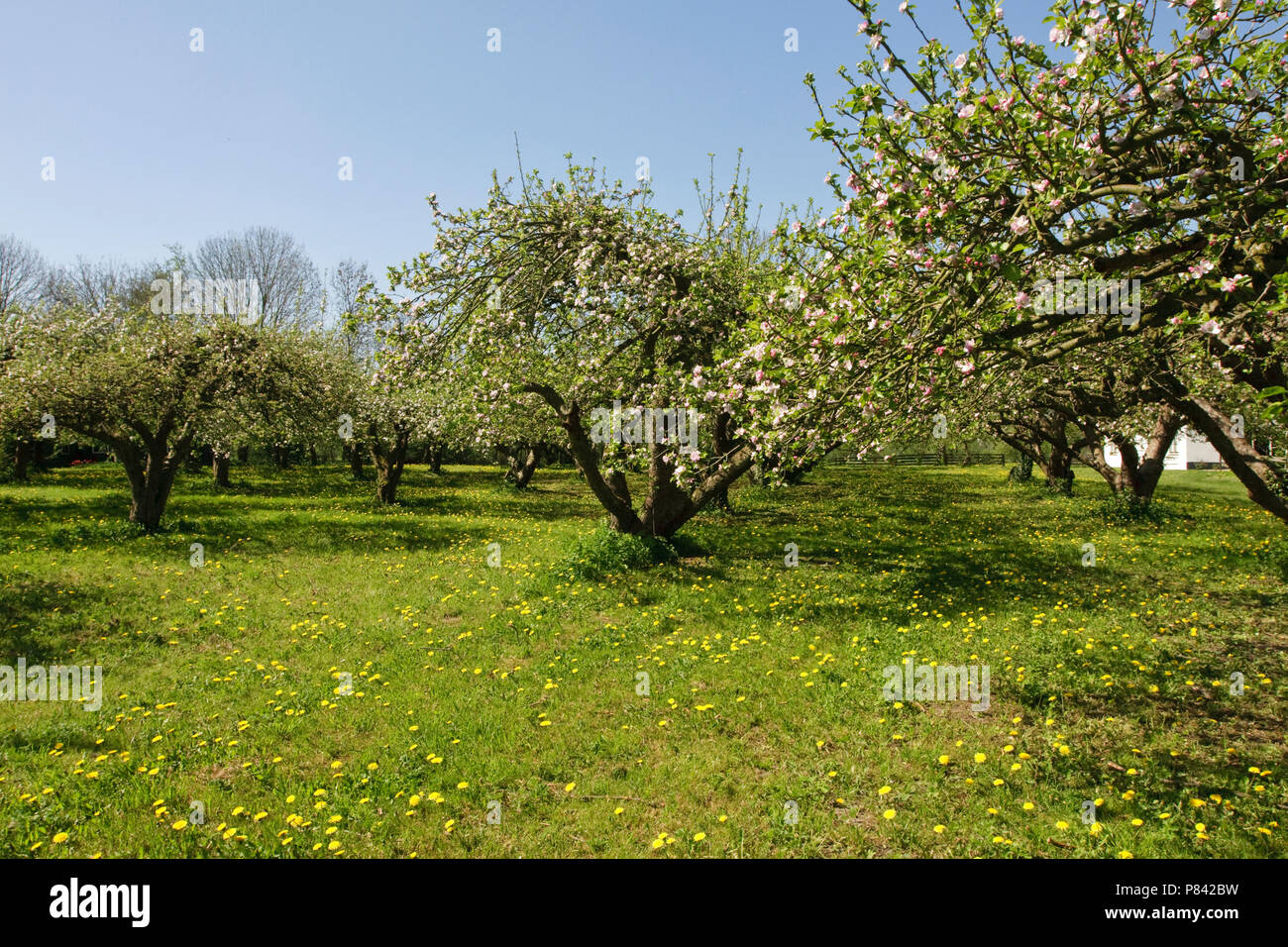 Hoogstam appel boomgaard Nederland, Apple orchard Netherlands Stock ...