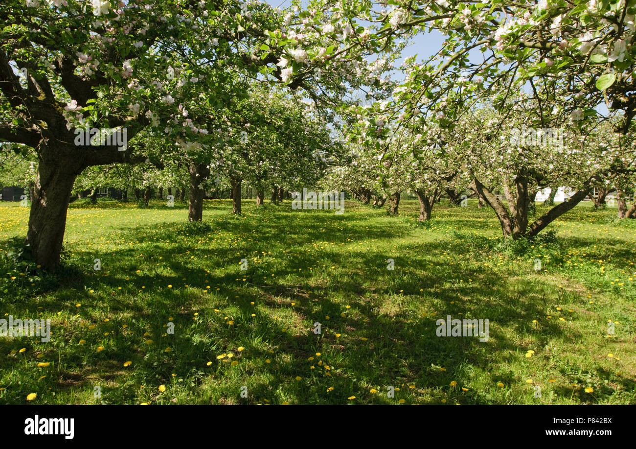 Boomgaard hi-res stock photography and images - Alamy