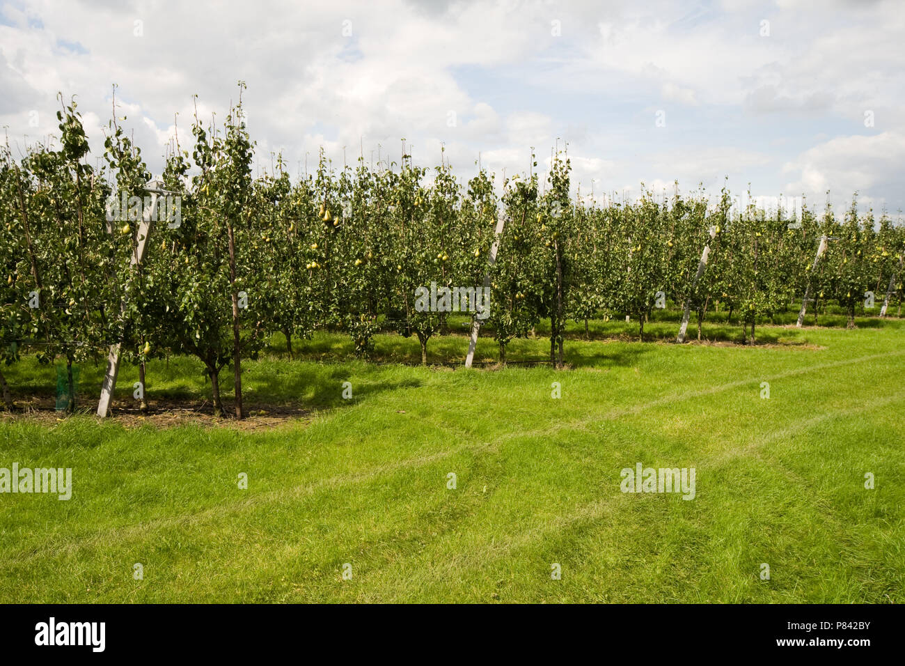 Appelboomgaard laagstam, Apple orchard Stock Photo - Alamy
