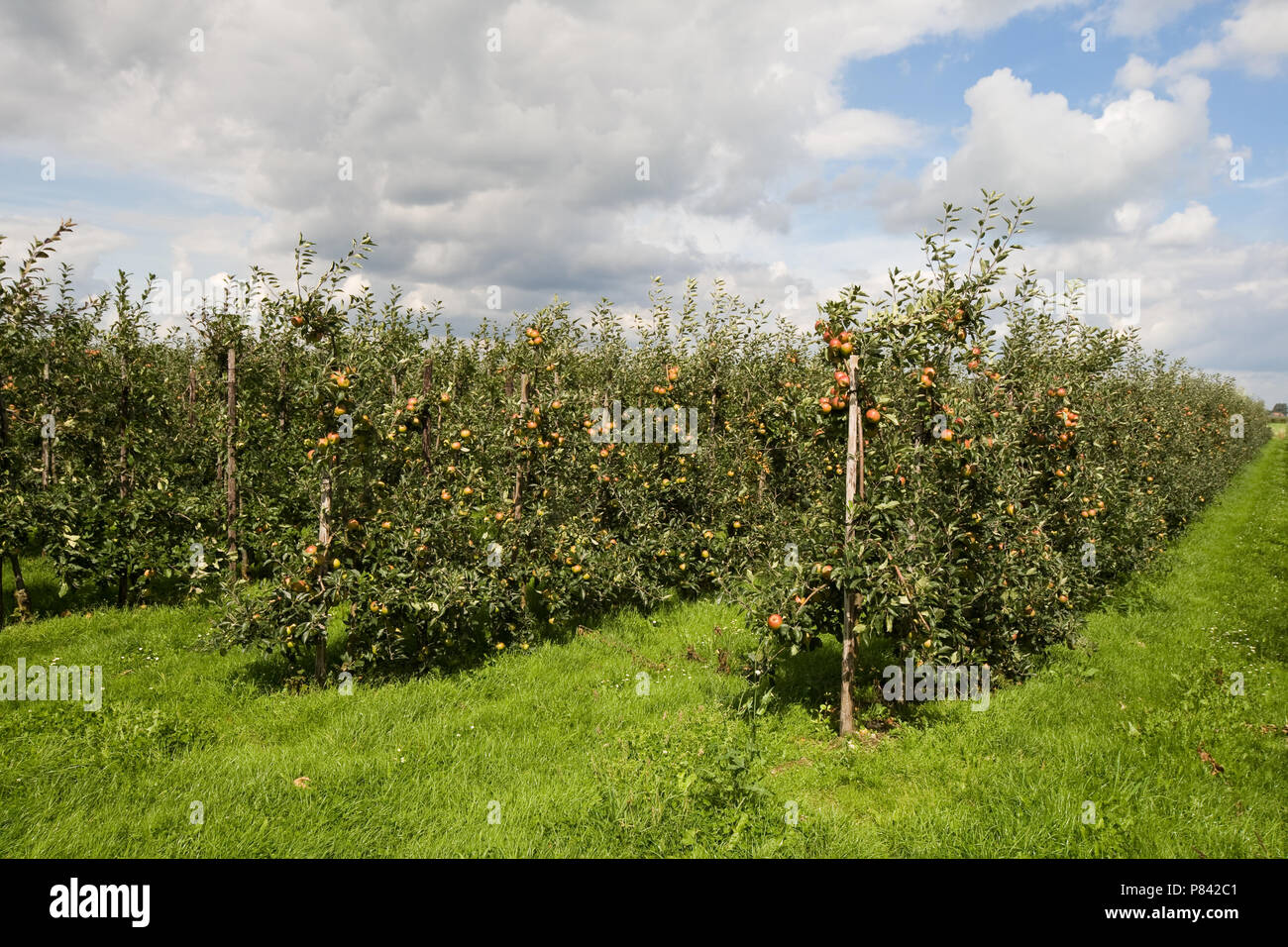 Appelboomgaard hi-res stock photography and images - Alamy