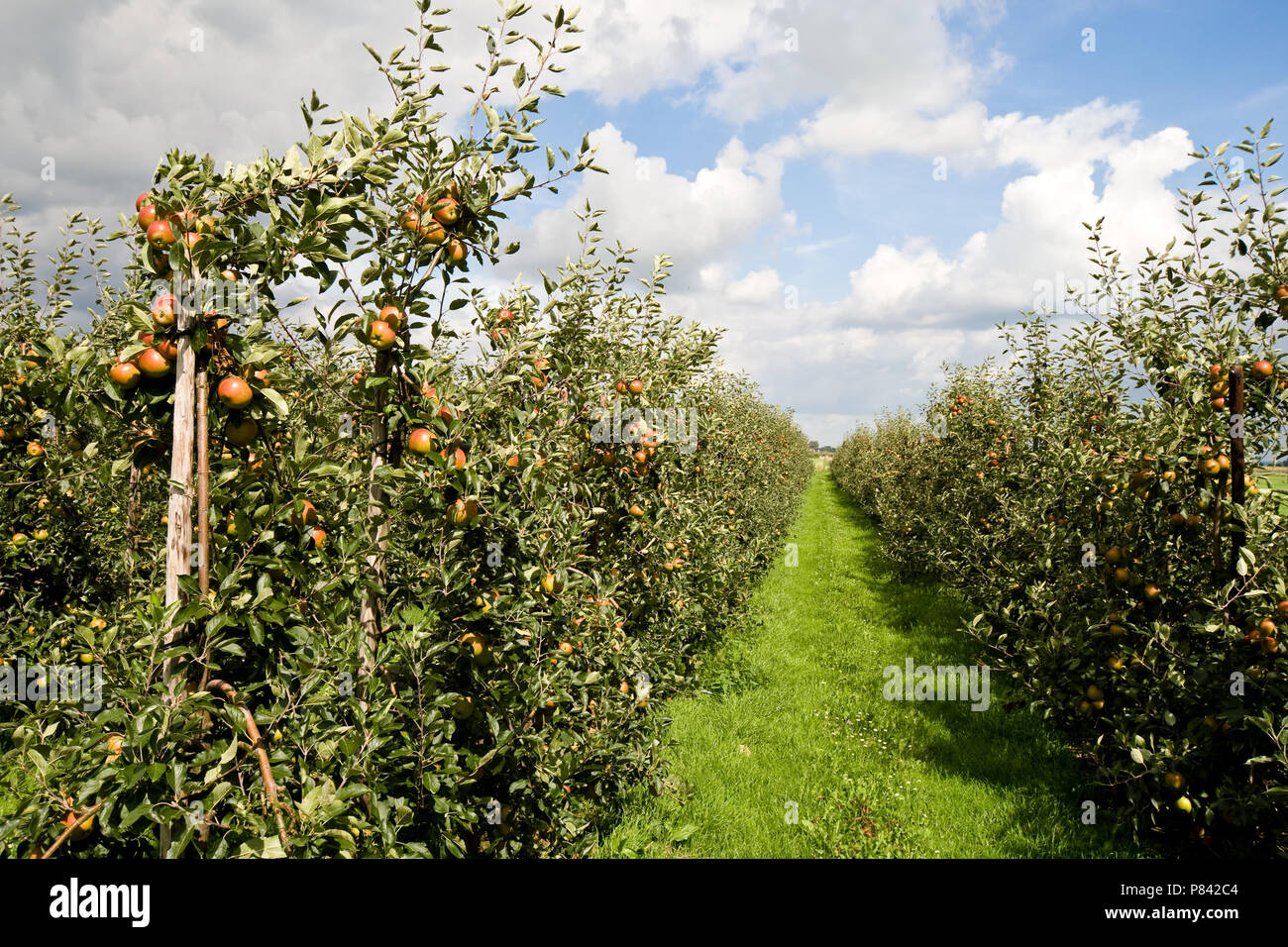 Appelboomgaard hi-res stock photography and images - Alamy