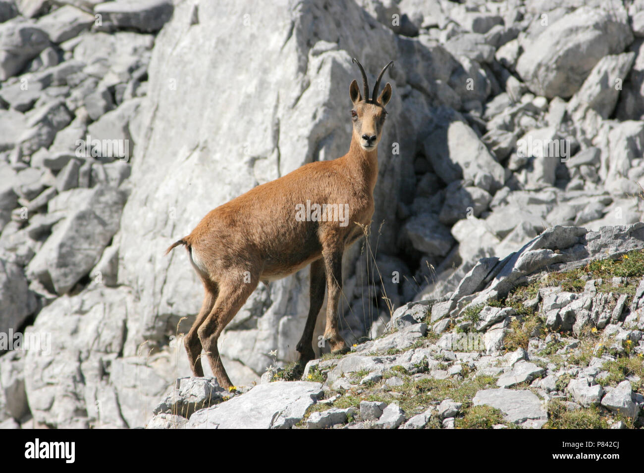 Pyreneese gems hi-res stock photography and images - Alamy