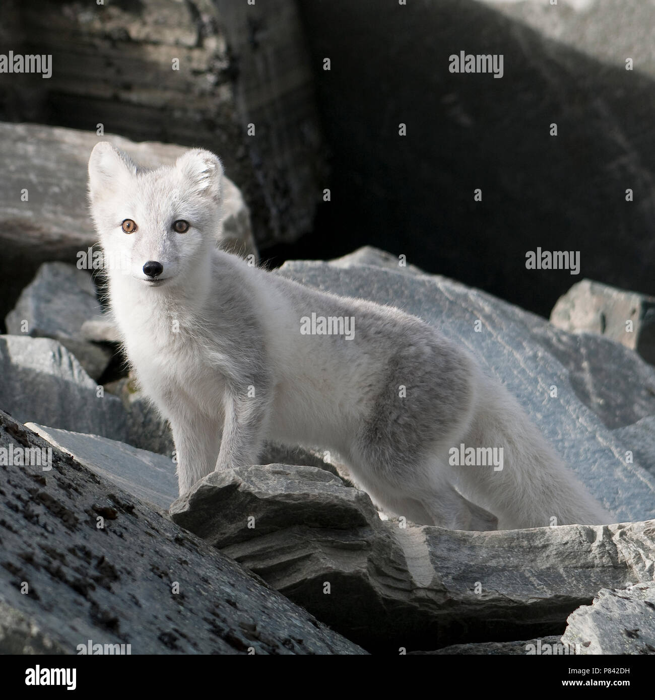 Poolvos in wintervacht; Arctic Fox in winter coat Stock Photo - Alamy