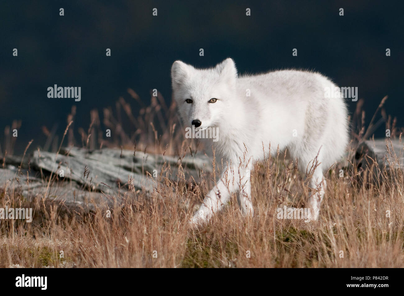 Poolvos in wintervacht; Arctic Fox in winter coat Stock Photo - Alamy