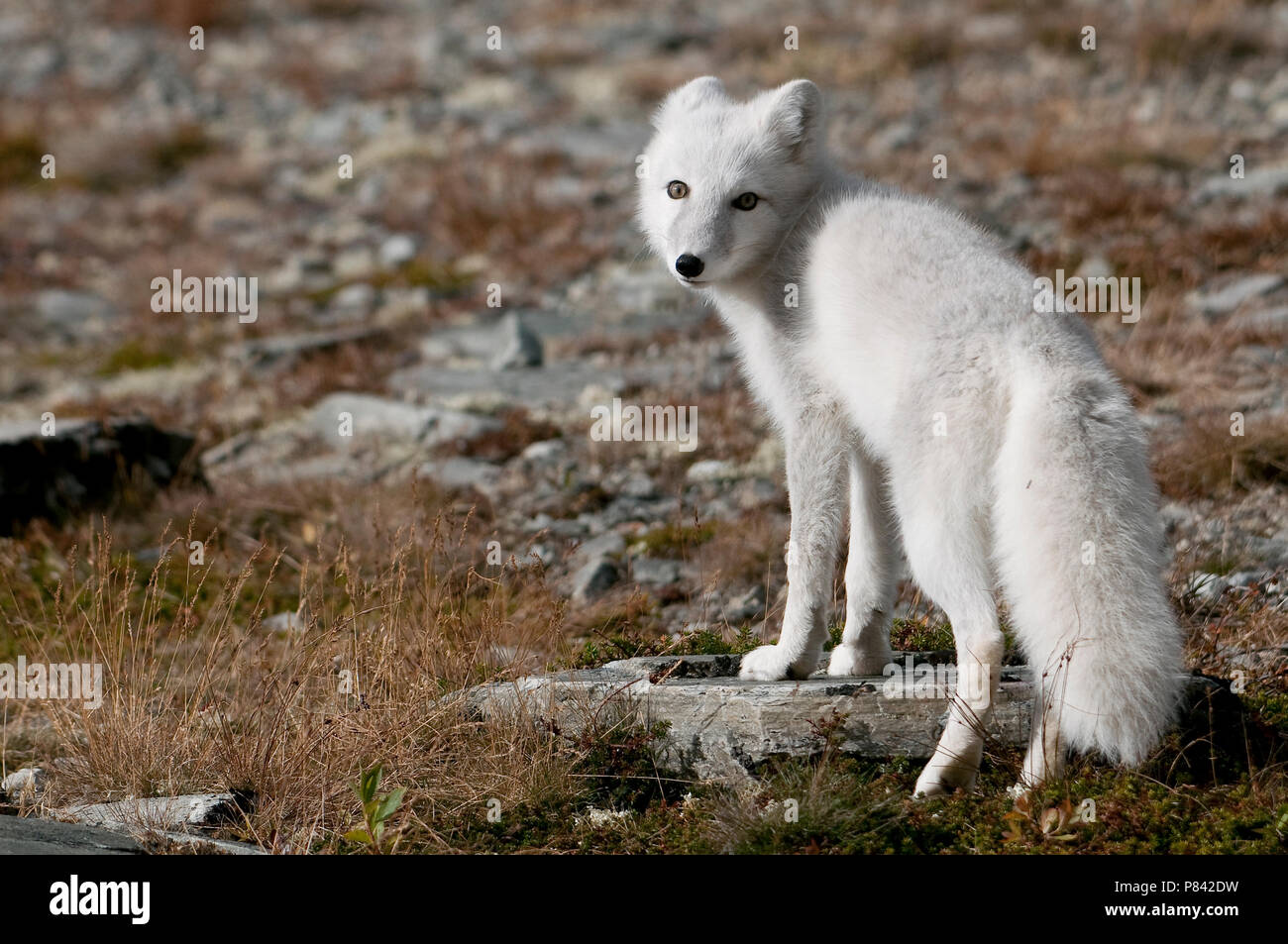 Poolvos in wintervacht; Arctic Fox in winter coat Stock Photo - Alamy