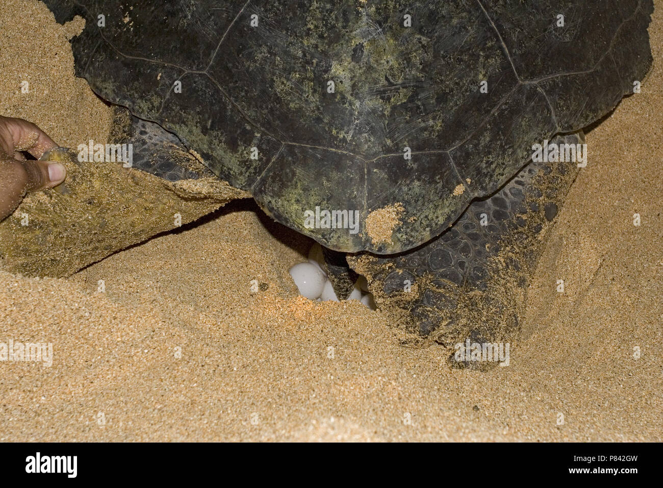 Atlantic Green Turtle on Ascension Island Stock Photo - Alamy