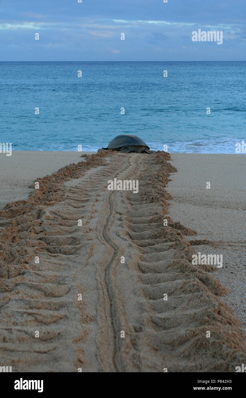 Ascension island turtle hi-res stock photography and images - Alamy