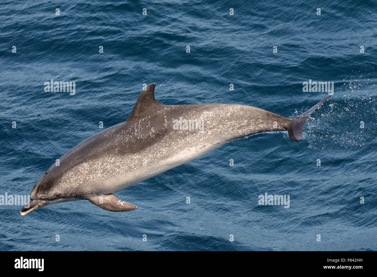 Atlantic Spotted Dolphin Stock Photo - Alamy