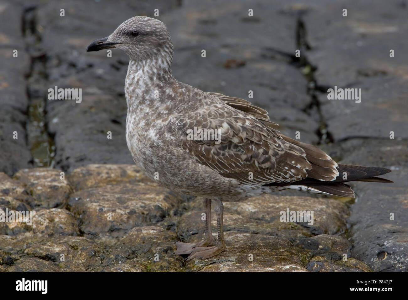 Gabbiano reale; Yellow-legged Gull; Larus michahellis atlantis Stock ...