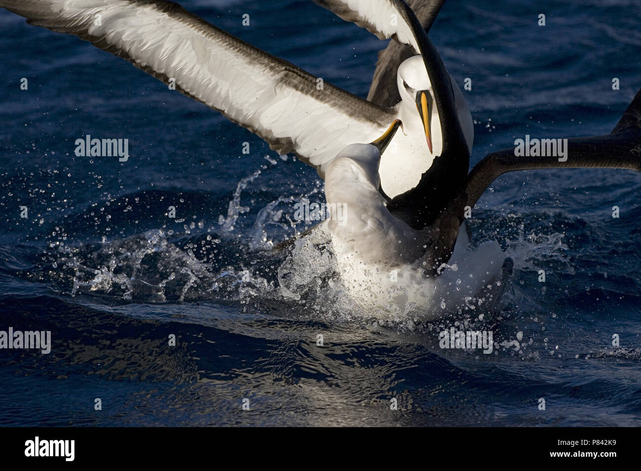 Atlantic Yellow-nosed Albatross fighting at sea; Atlantische ...