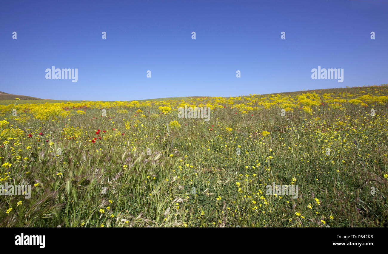 Atlas gebergte, Atlas Mountains Stock Photo - Alamy