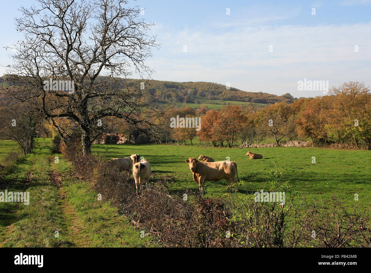 Autumn landscape France, Herst landschap Frankrijk Stock Photo - Alamy