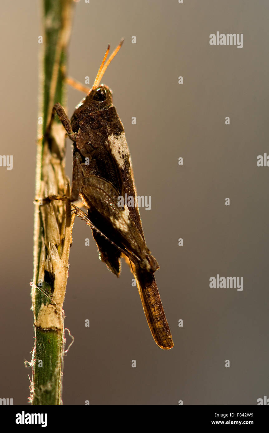 Cepero's ground-hopper, Aetsveldsepolder, Netherlands Stock Photo - Alamy