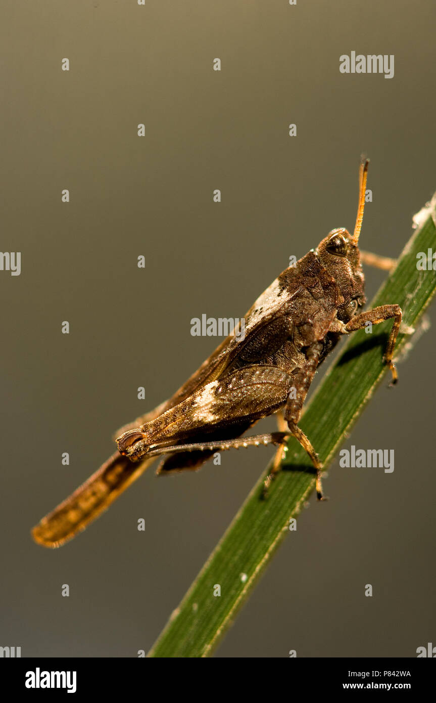 Ground hopper hi-res stock photography and images - Alamy