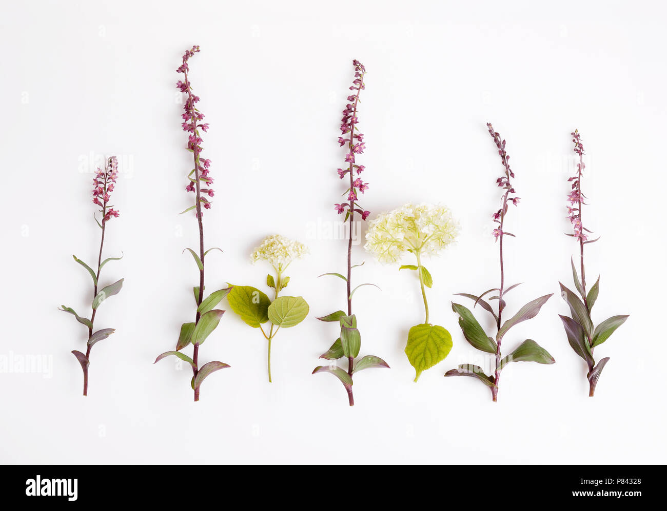 Set of beautiful wild orchid flowers, hydrangea, isolated on white ...